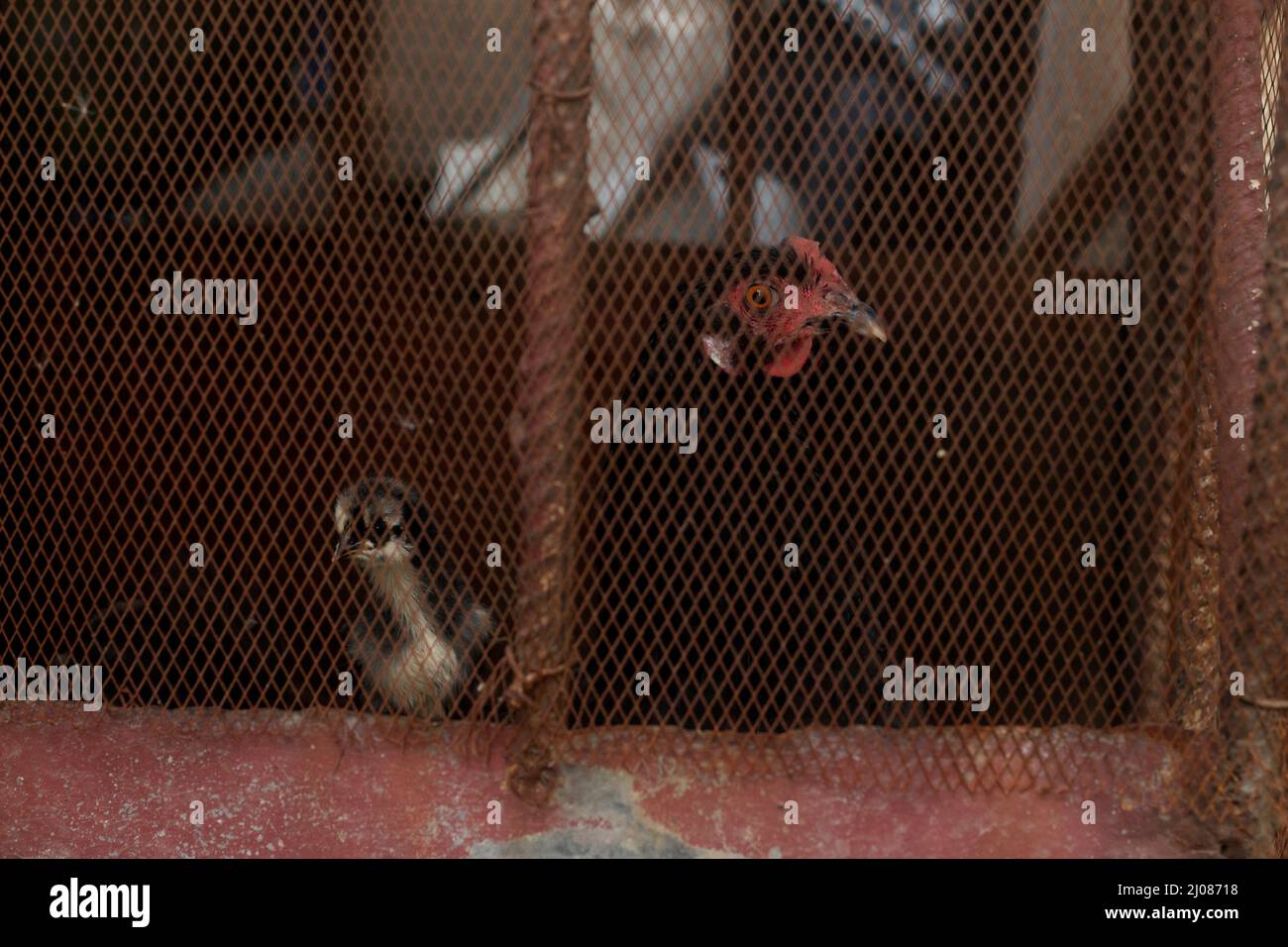 Hen cage hi-res stock photography and images - Alamy