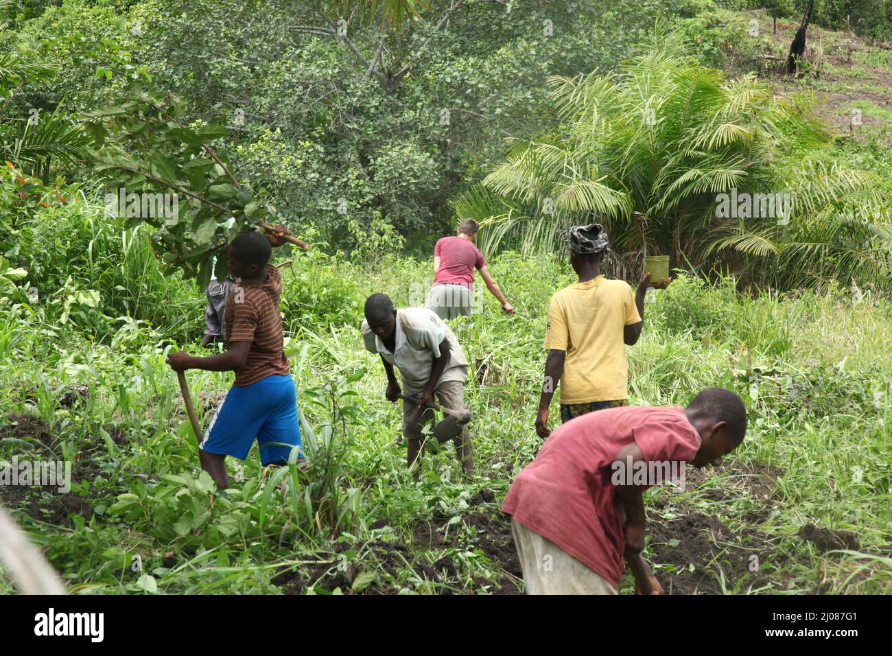 Group of people agricultural work in the jungle of Sierra Leone Stock ...