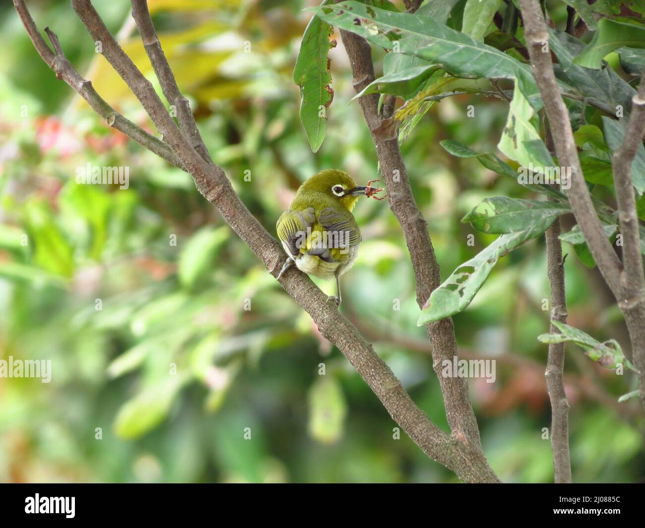 Warbling white-eye (Zosterops japonicus) hunting insect on a tree ...