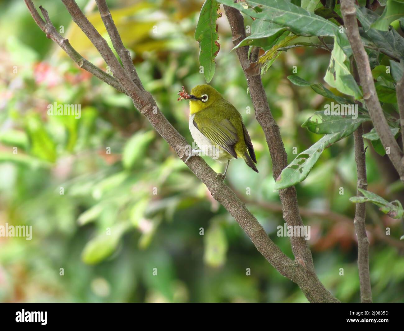 Warbling white-eye (Zosterops japonicus) hunting insect on a tree ...