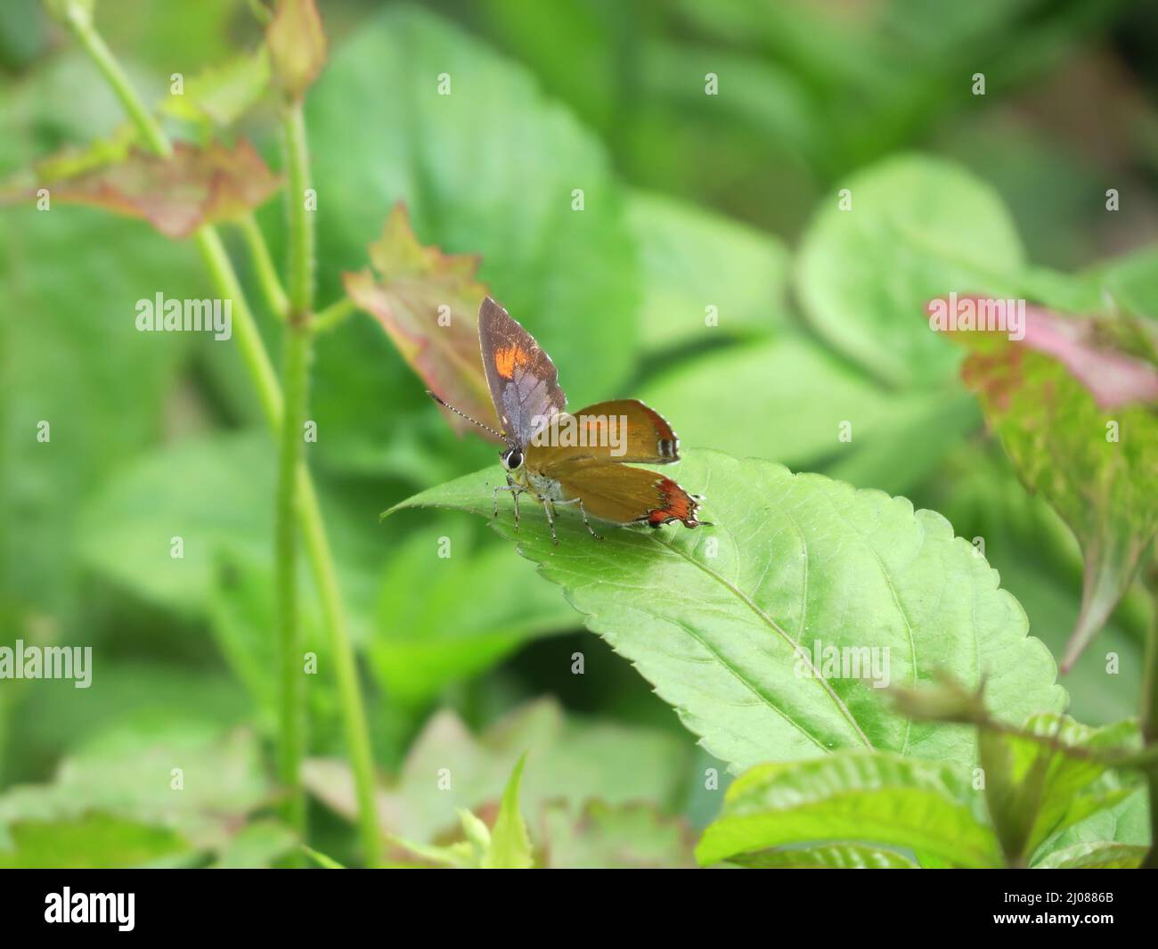 Closeup of a gossamer-winged butterfly standing on a plant leave Stock ...