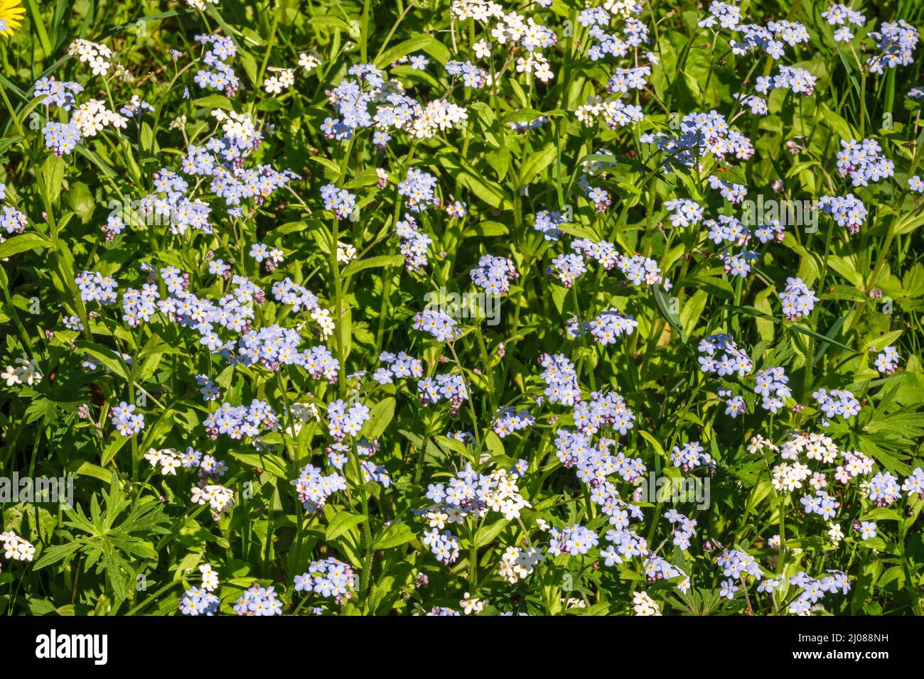 Background forget me not flower hi-res stock photography and images - Alamy