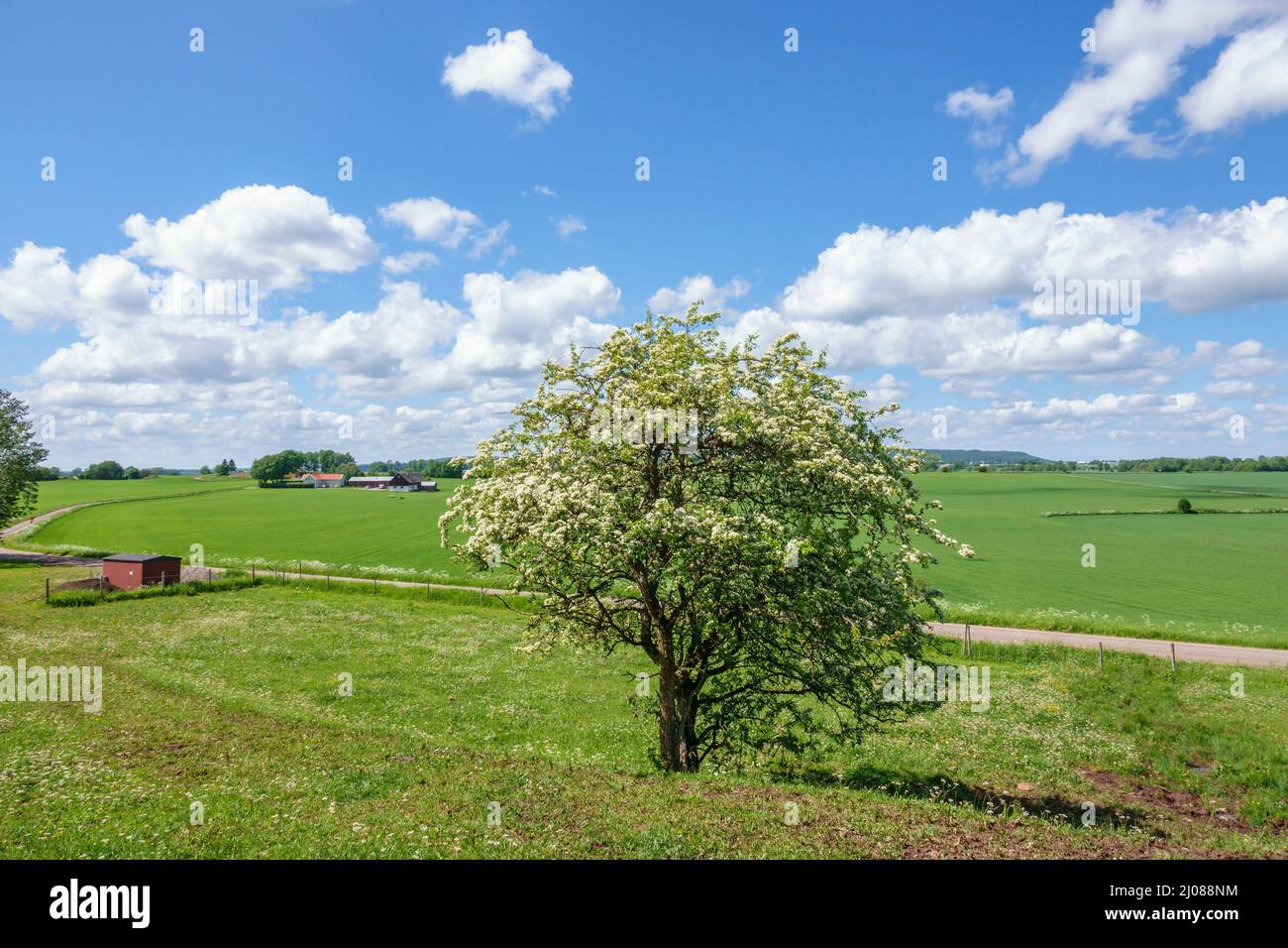 Flowering single tree in a beautiful country landscape Stock Photo - Alamy