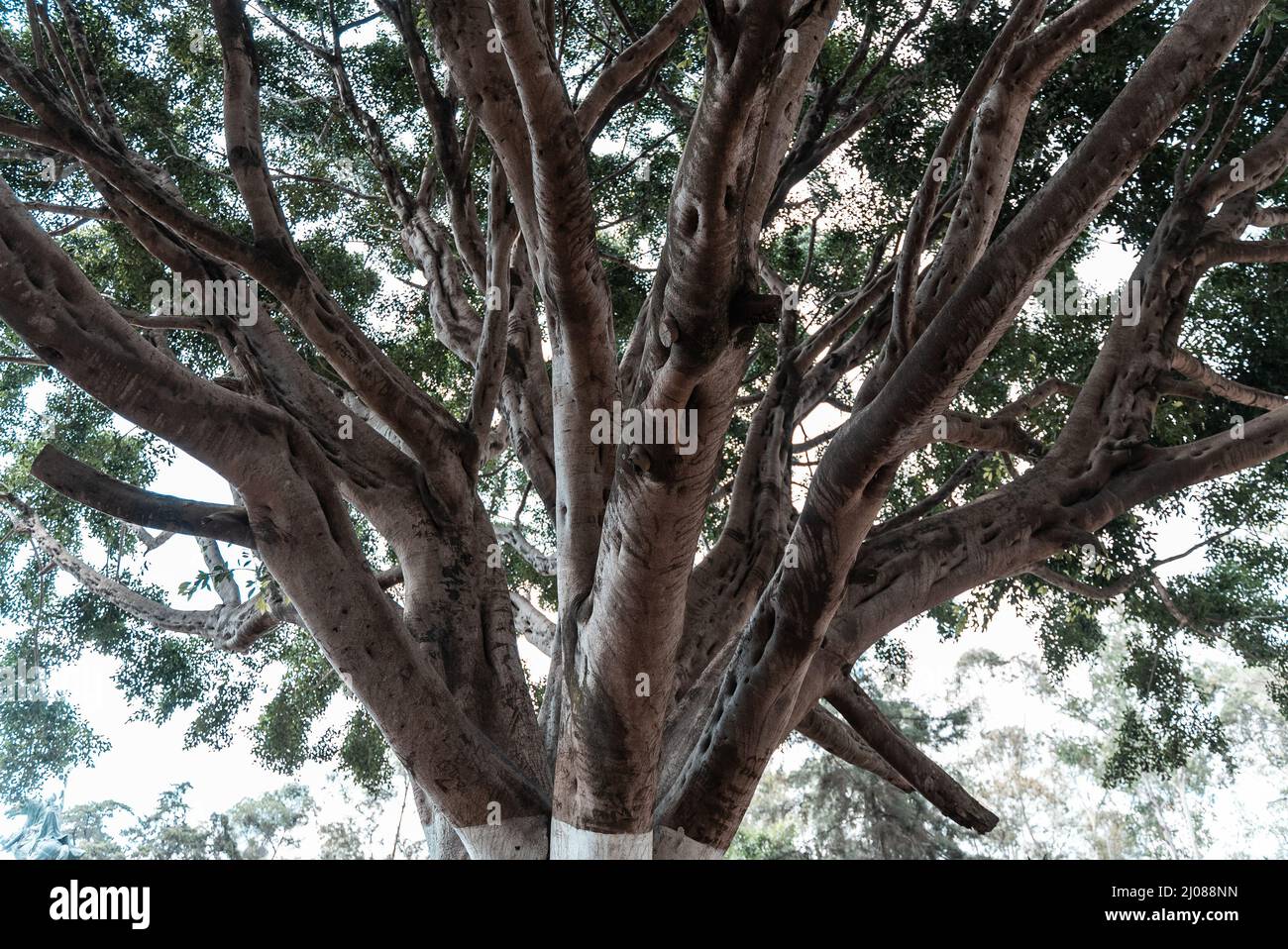 Low angle shot of branches of a tree with green foliage Stock Photo - Alamy