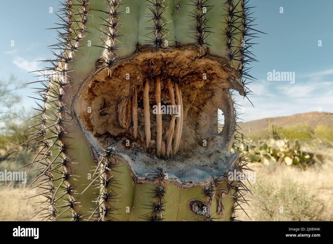 Hole in a Saguaro Cactus, inside ribs showing Stock Photo - Alamy
