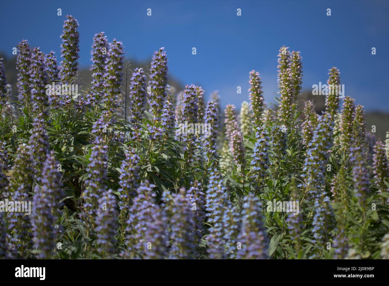 Flora of Gran Canaria - Echium callithyrsum, blue bugloss of ...