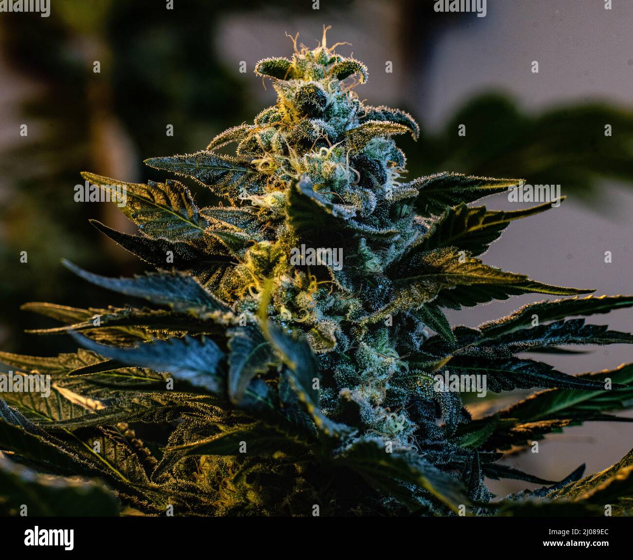 Big leafy cannabis plant hi-res stock photography and images - Alamy
