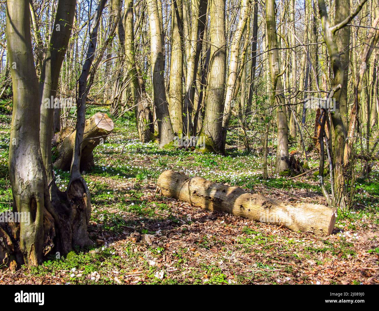 First flowers of early spring in the woodlands of the Kentish southern ...