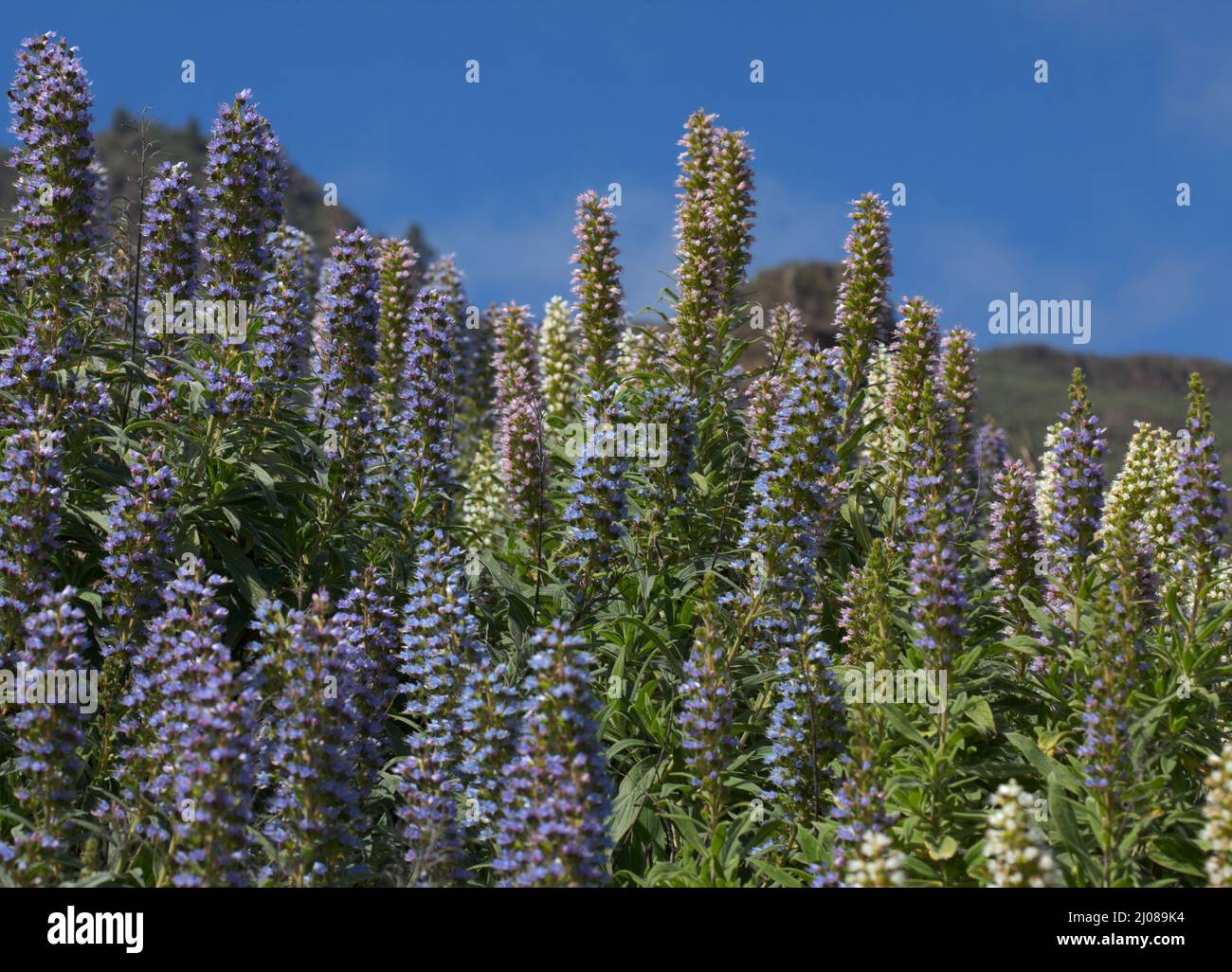 Flora of Gran Canaria - Echium callithyrsum, blue bugloss of ...