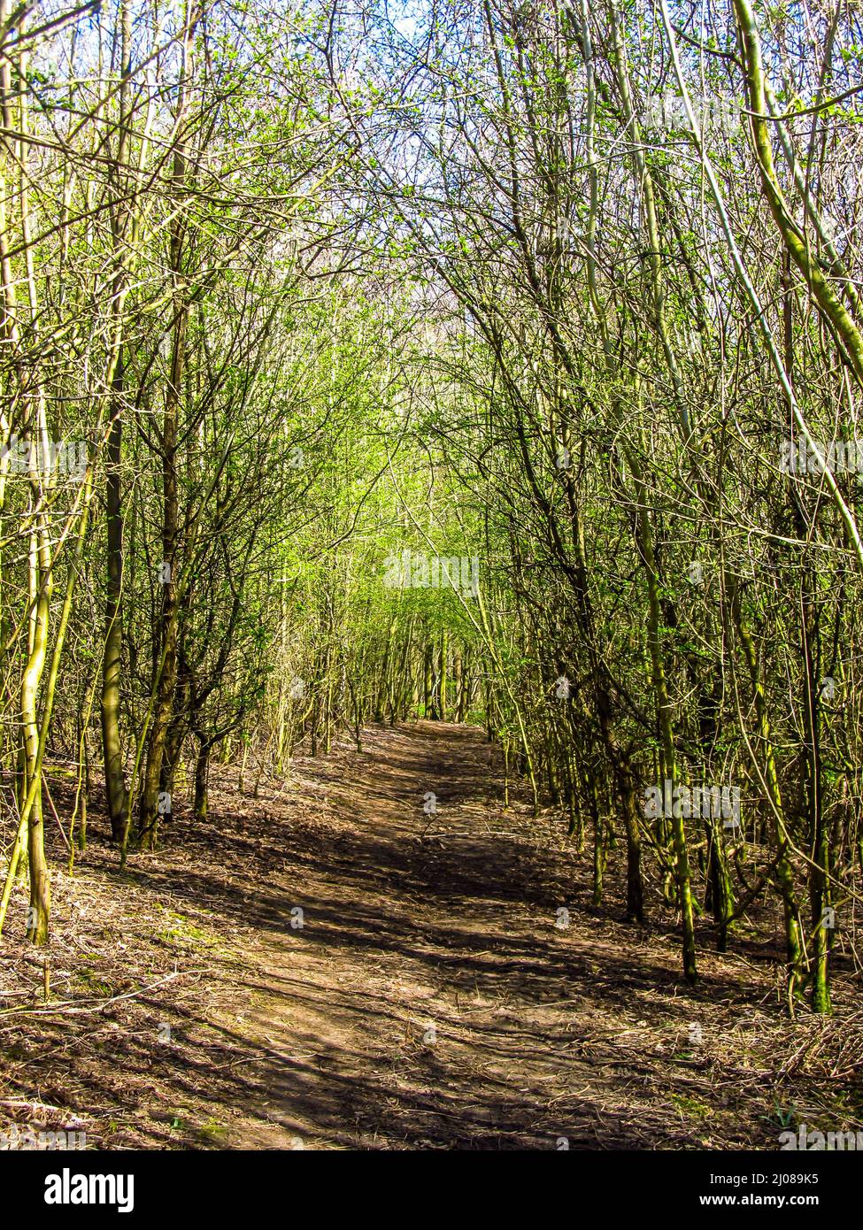 a small hiking trail, winding through a thicket of young hornbeam trees ...