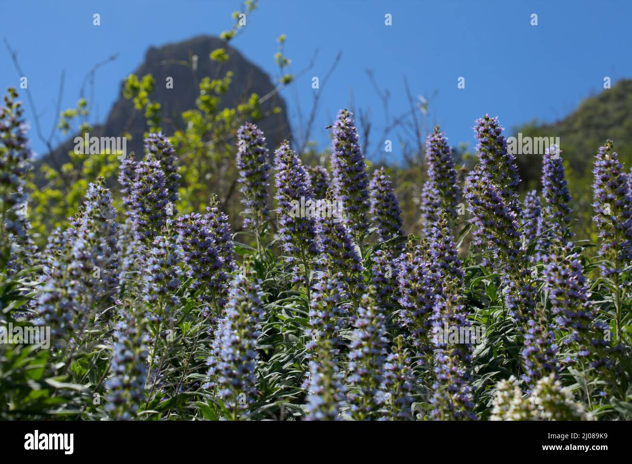 Flora of Gran Canaria - Echium callithyrsum, blue bugloss of ...