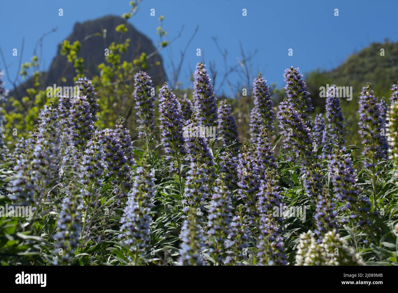 Flora of Gran Canaria - Echium callithyrsum, blue bugloss of ...