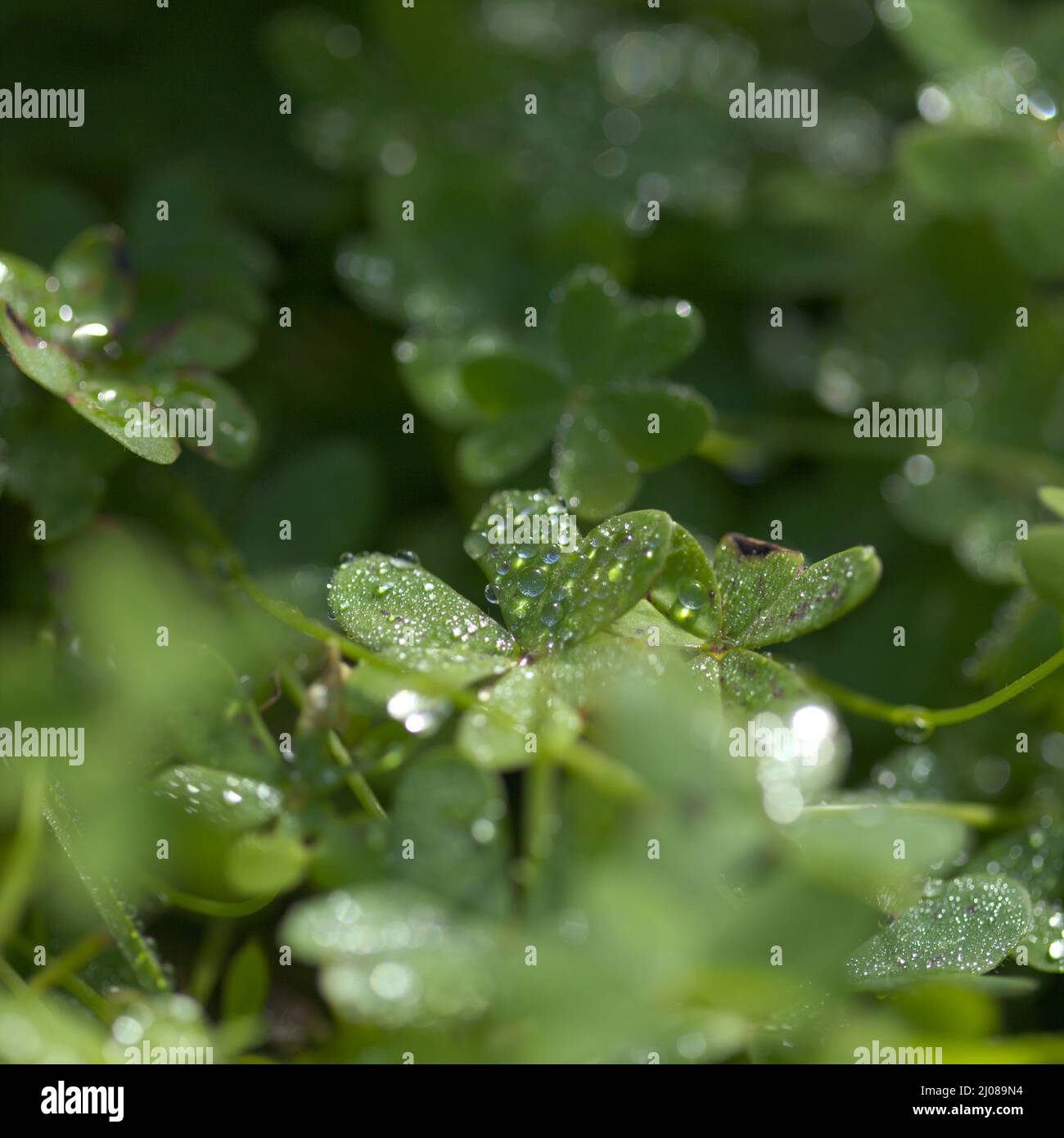 Plants with drops of dew in the morning, natural macro floral ...