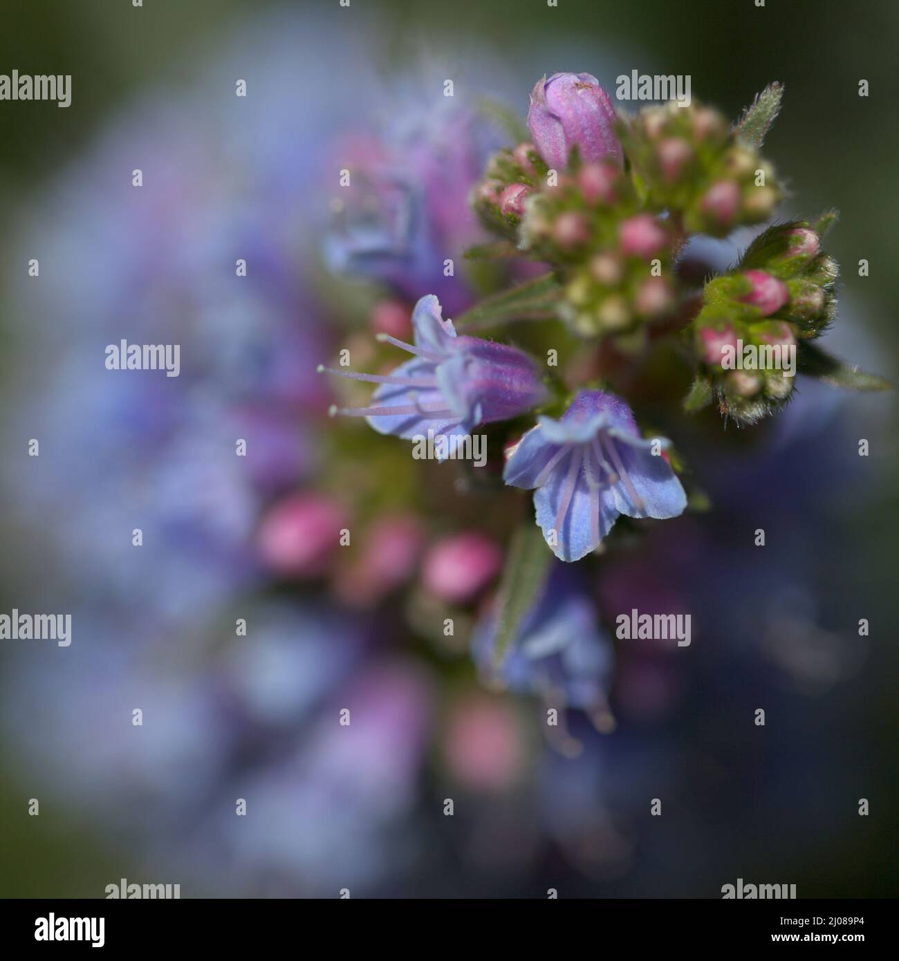 Flora of Gran Canaria - Echium callithyrsum, blue bugloss of ...