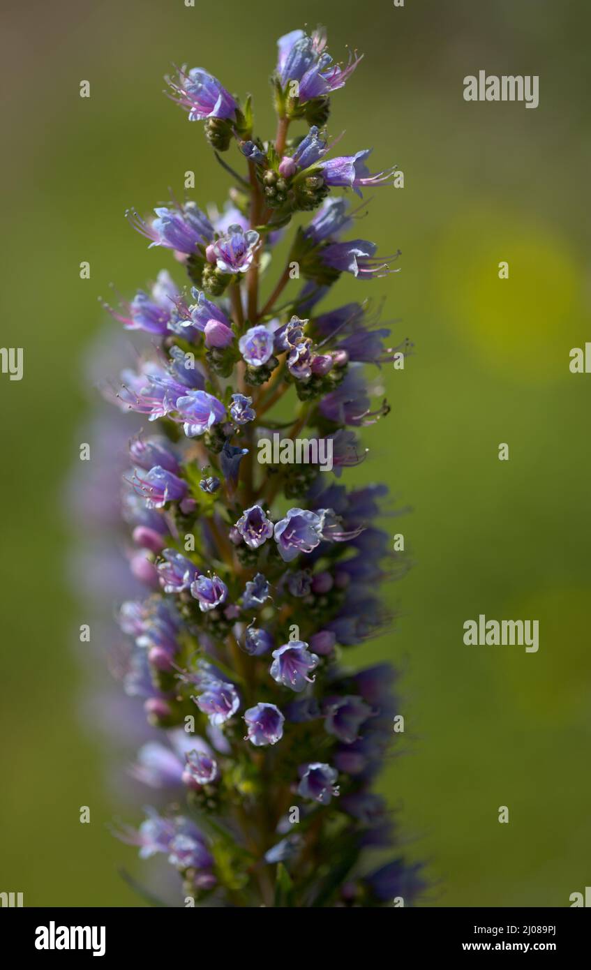 Flora of Gran Canaria - Echium callithyrsum, blue bugloss of ...
