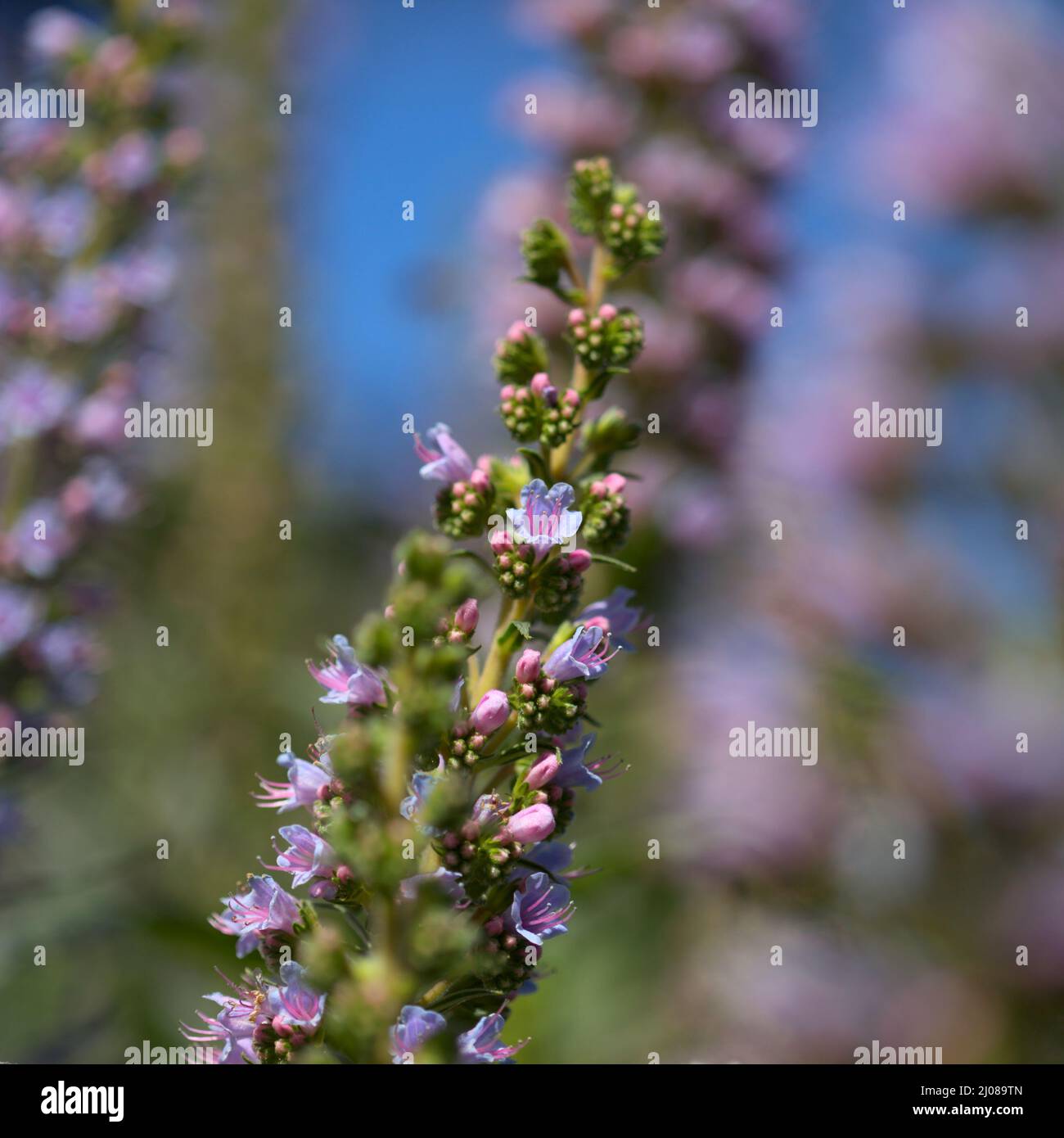 Flora of Gran Canaria - Echium callithyrsum, blue bugloss of ...