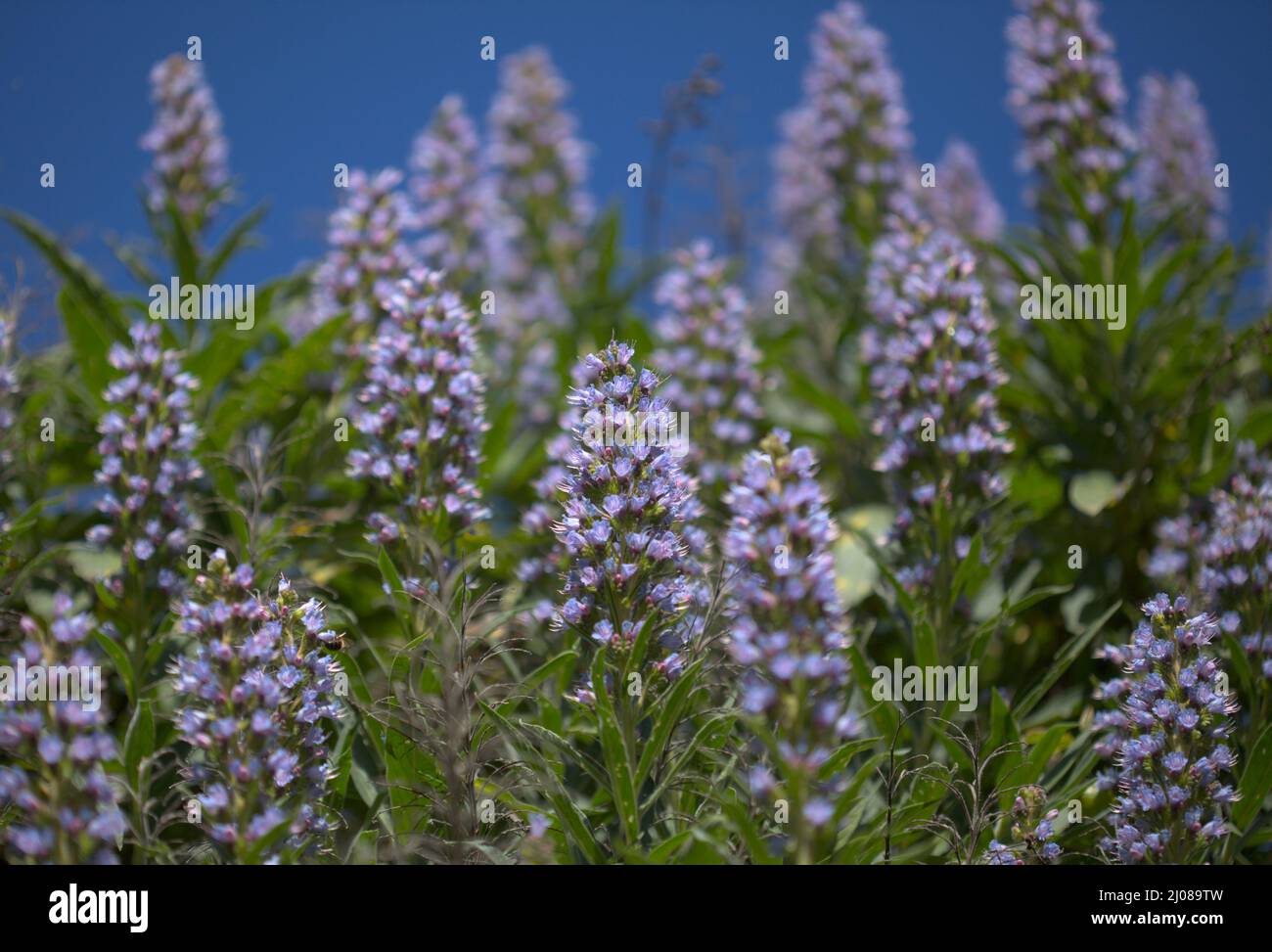 Flora of Gran Canaria - Echium callithyrsum, blue bugloss of ...