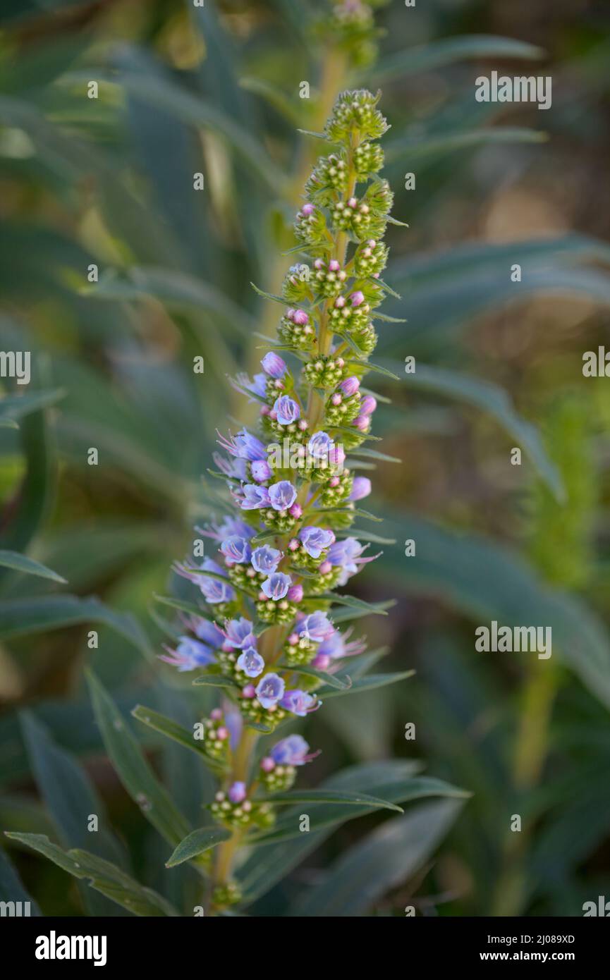 Flora of Gran Canaria - Echium callithyrsum, blue bugloss of ...