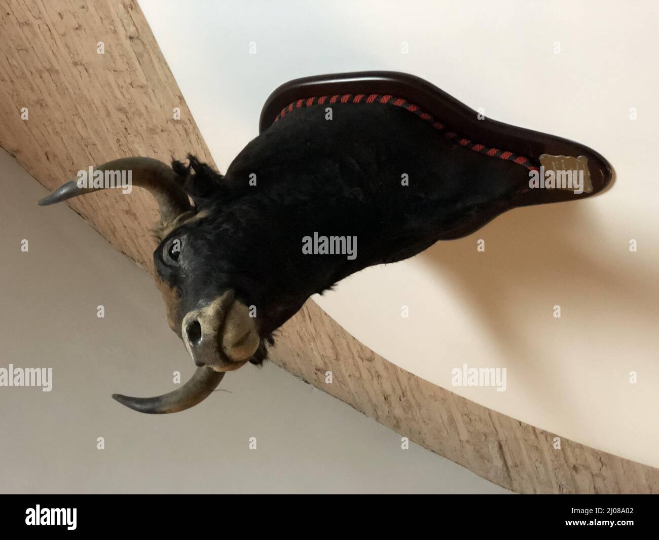 Stuffed bull head hi-res stock photography and images - Alamy