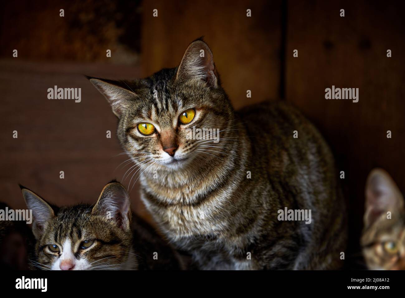 A cute grey striped Chinese pastoral cat Stock Photo - Alamy