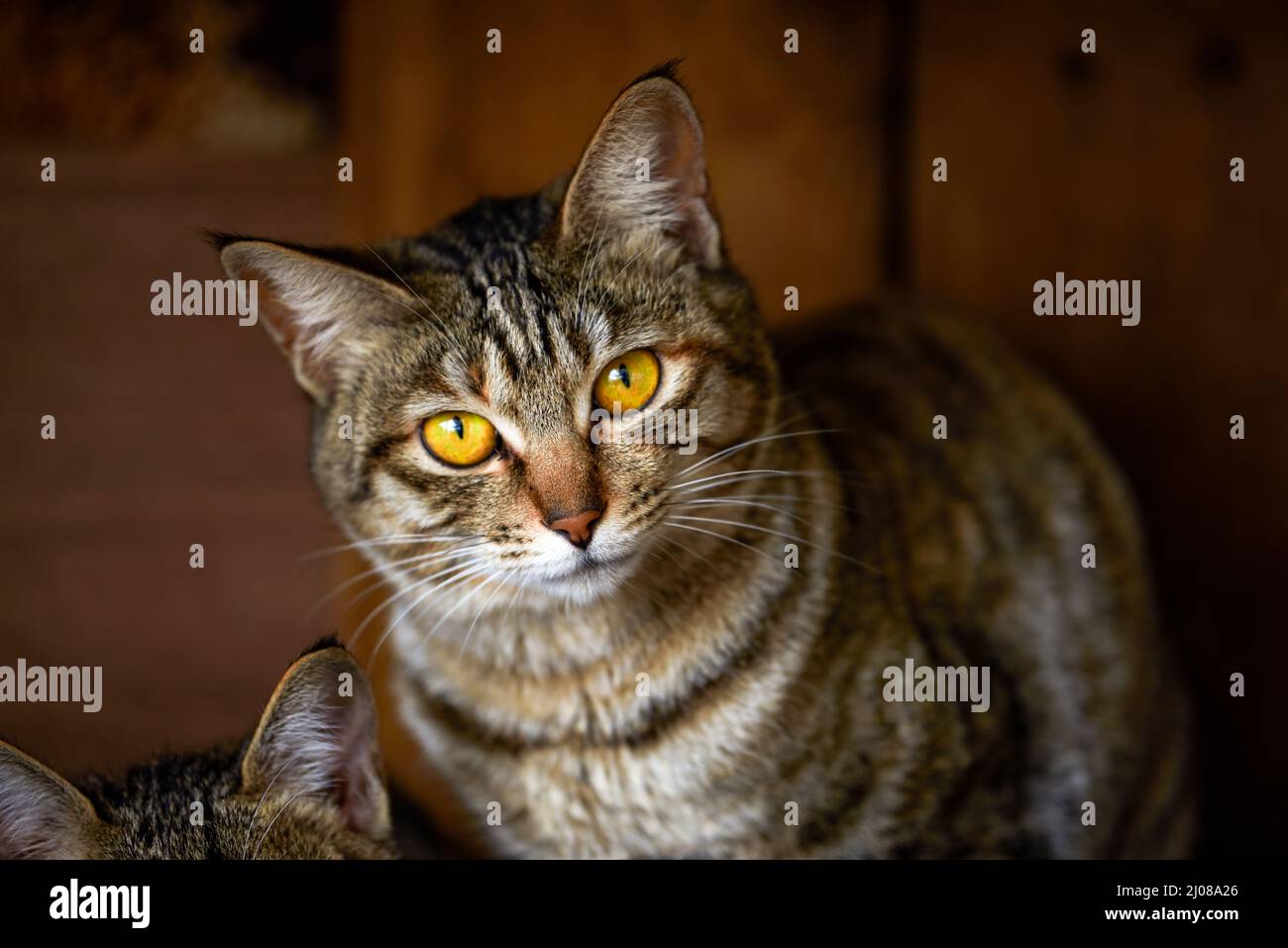 A cute grey striped Chinese pastoral cat Stock Photo - Alamy