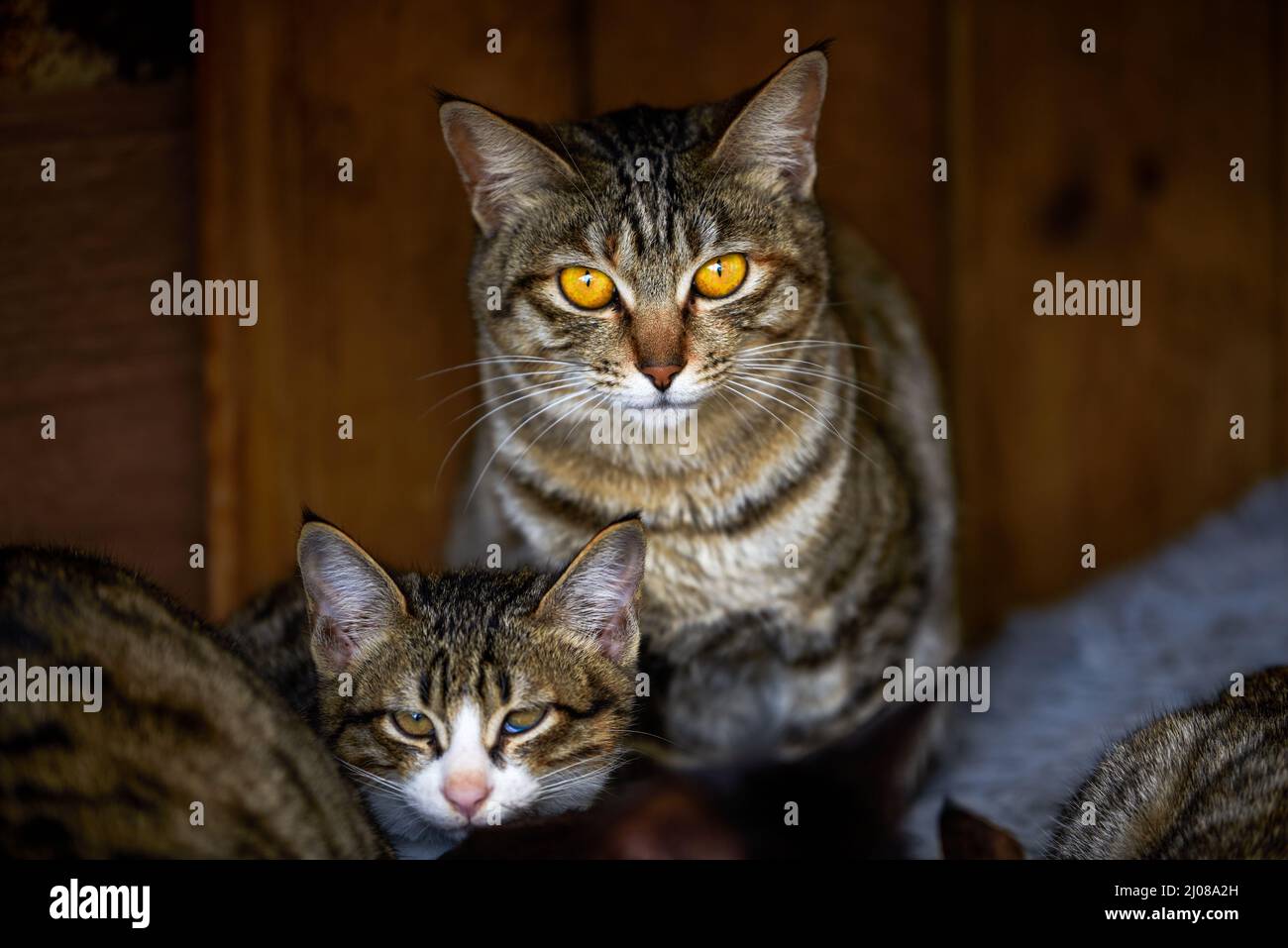 A cute grey striped Chinese pastoral cat Stock Photo - Alamy