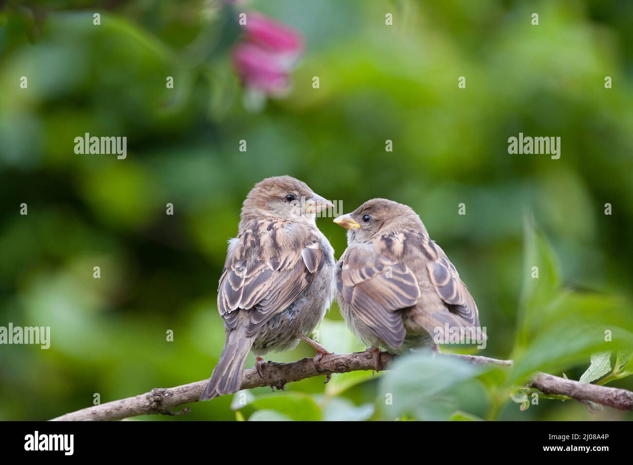 Adult young sparrows hi-res stock photography and images - Alamy