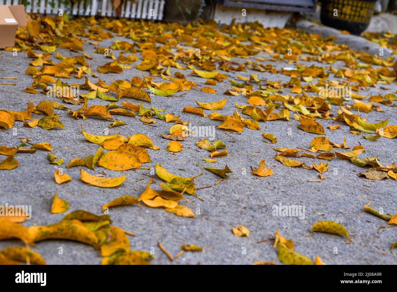 Mass of fallen leaves hi-res stock photography and images - Alamy