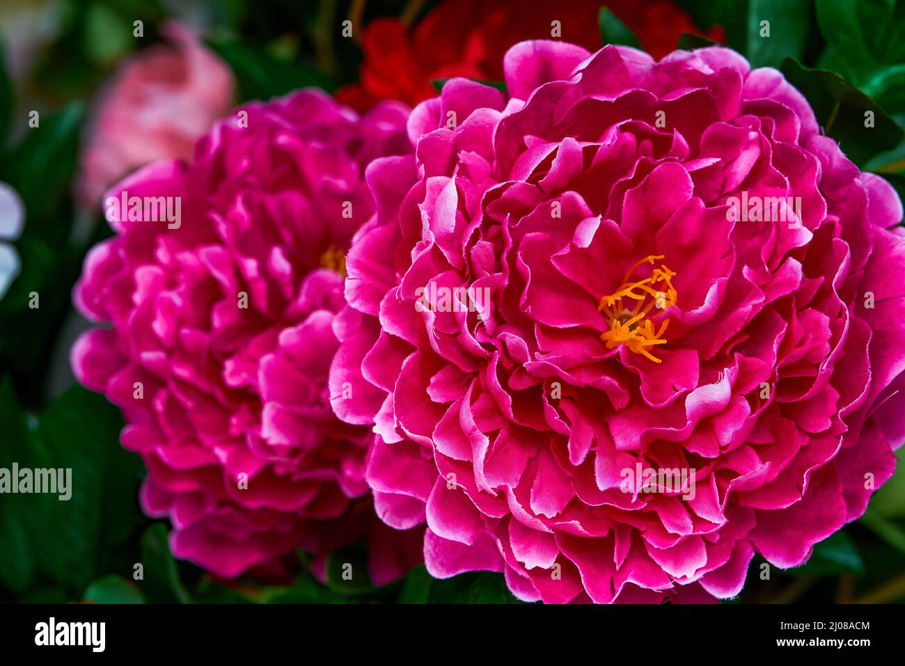 Close-up of two blooming big red peony flowers in fabric Stock Photo ...