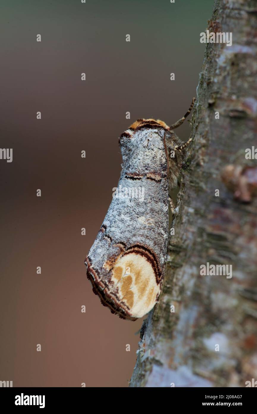 Birch tip moth hi-res stock photography and images - Alamy