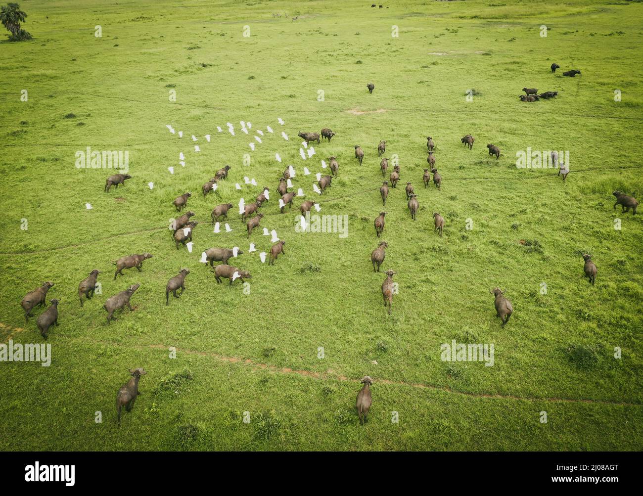 African Wildebeest and birds in Tanzania Stock Photo - Alamy