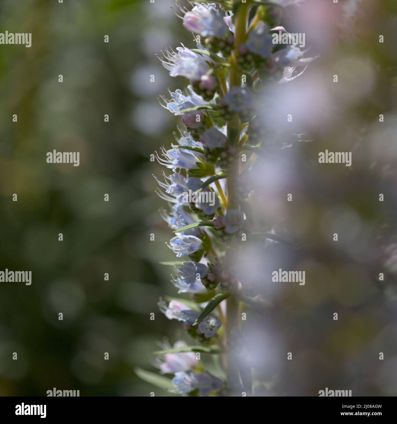 Flora of Gran Canaria - Echium callithyrsum, blue bugloss of ...