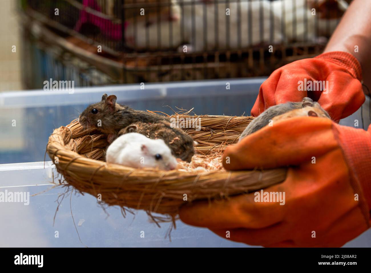 Two cute little hamsters are lying on the bamboo basket Stock Photo - Alamy