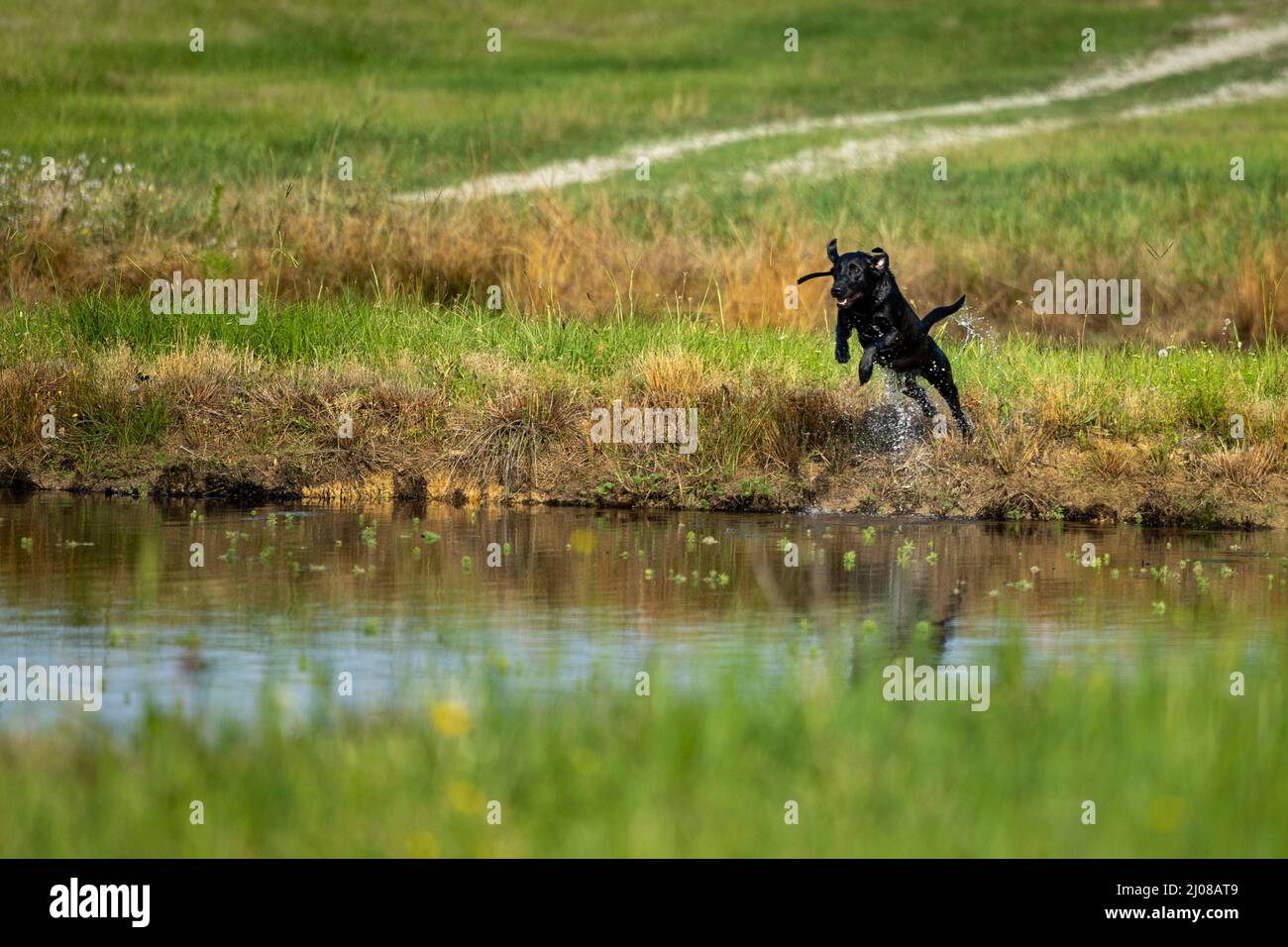 A happy black Labrador dog jumping into the lake Stock Photo - Alamy