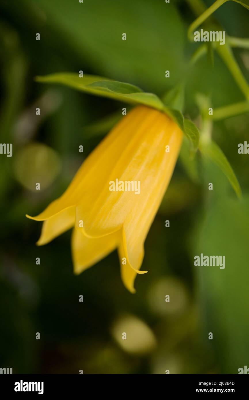Flora of Gran Canaria - Canarina canariensis, Canary bellflower natural ...