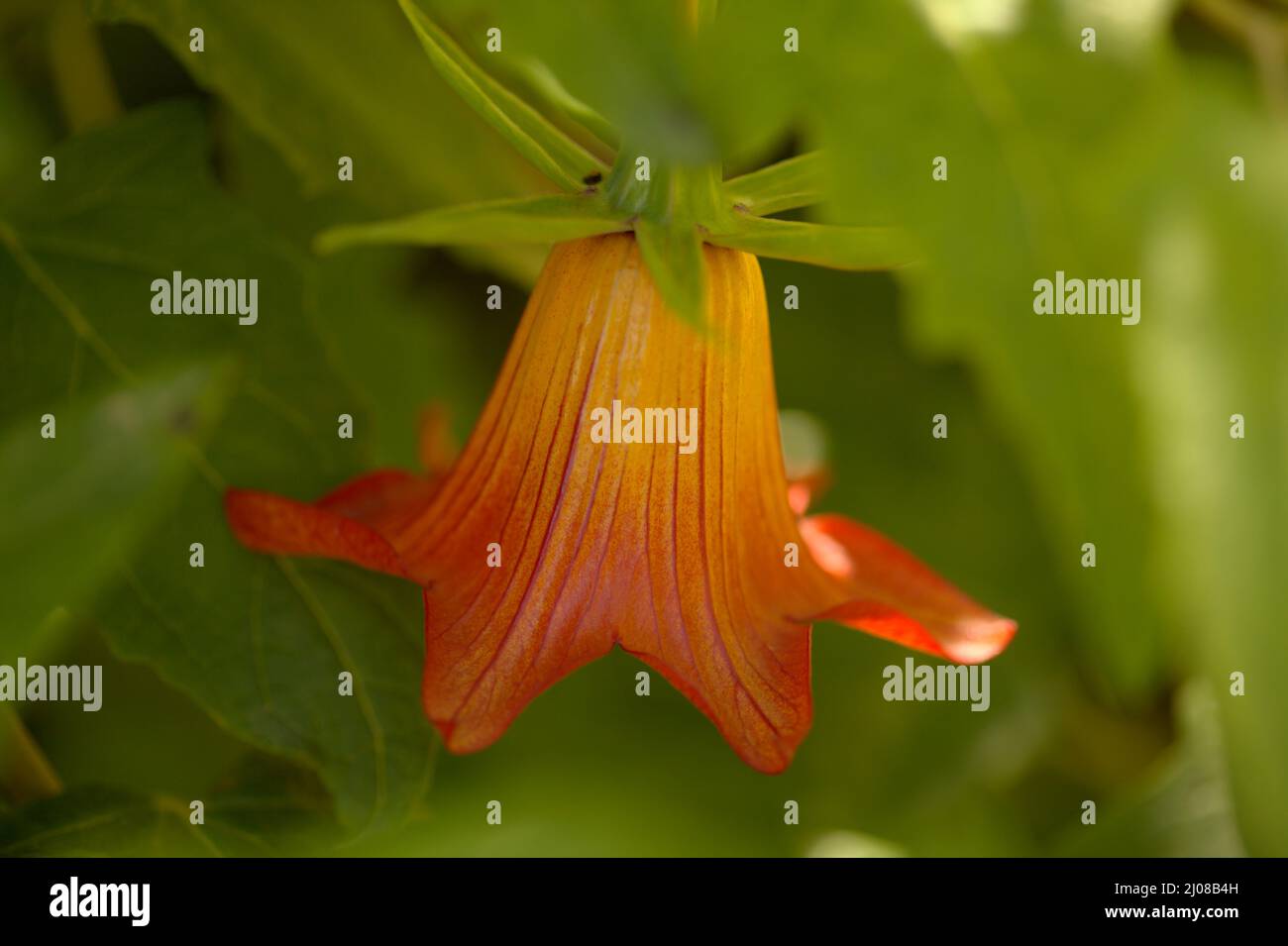 Semillas Canarina Canariensis Canarina Canariensis, La Flor De Canarias ...