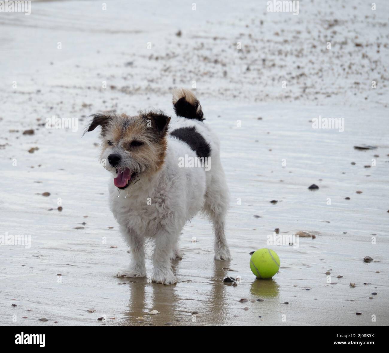 A small cute happy looking dog with tennis ball on the beach Stock ...