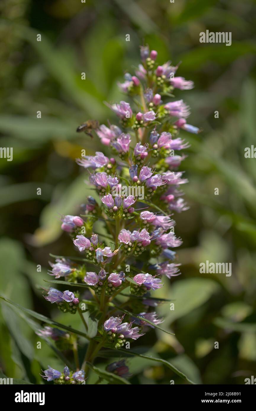 Flora of Gran Canaria - Echium callithyrsum, blue bugloss of ...