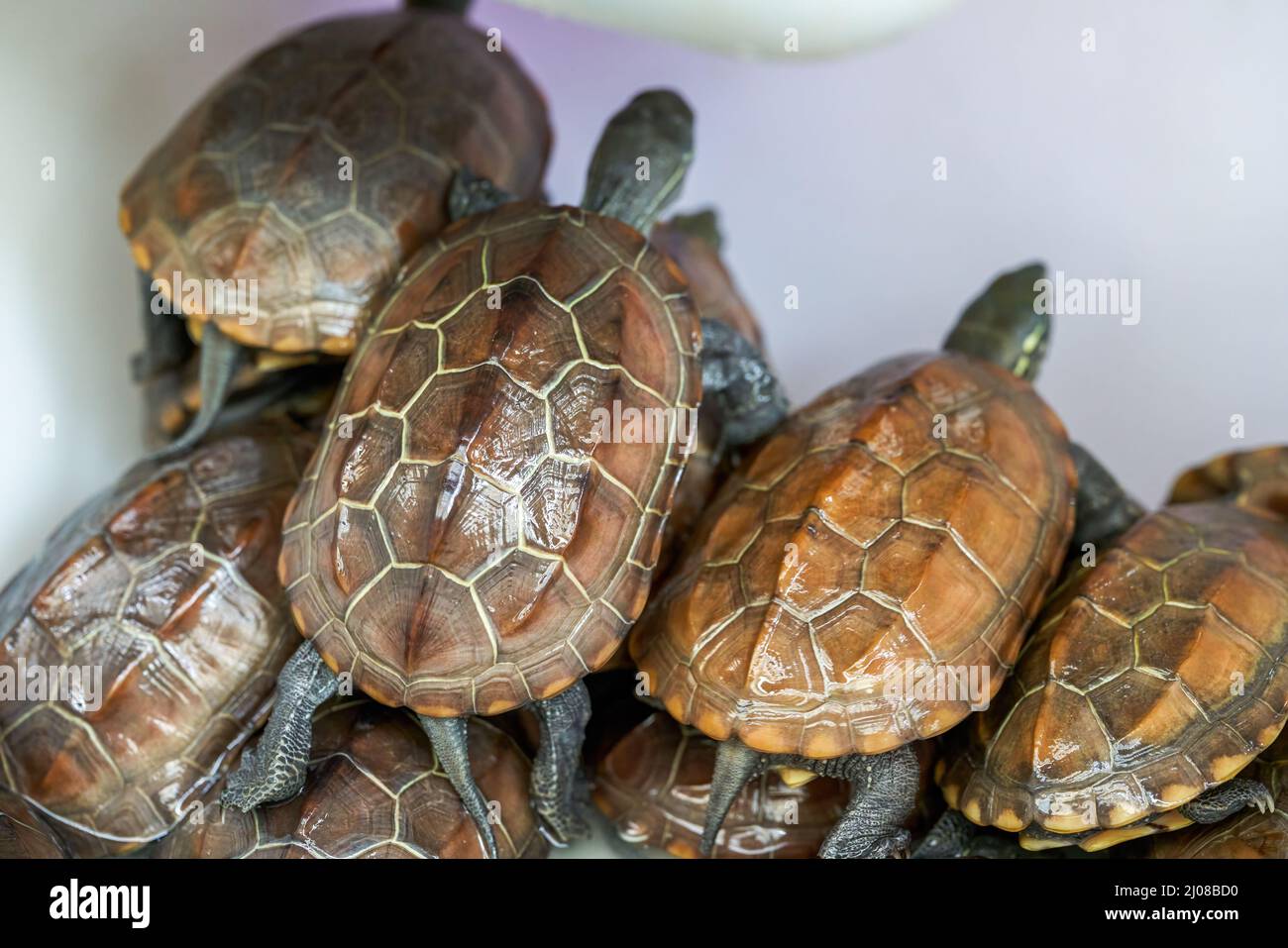 Close-up of baby turtles for sale at flower and bird market Stock Photo ...