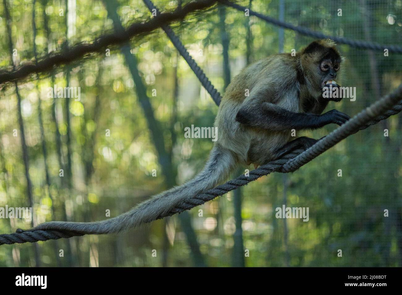 Monkey chomping on an egg for breakfast on a rope Stock Photo - Alamy