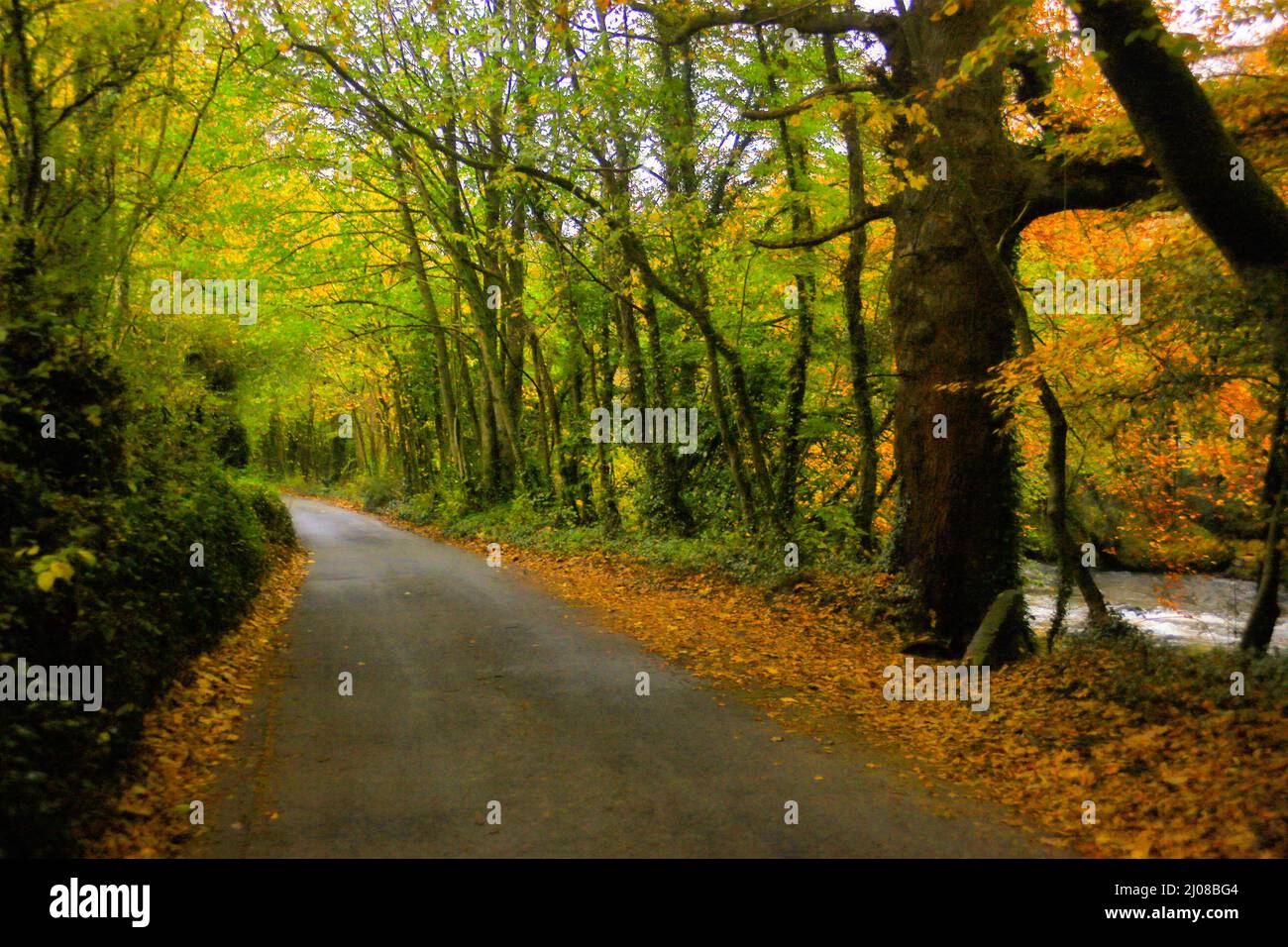 Devonian lane hi-res stock photography and images - Alamy