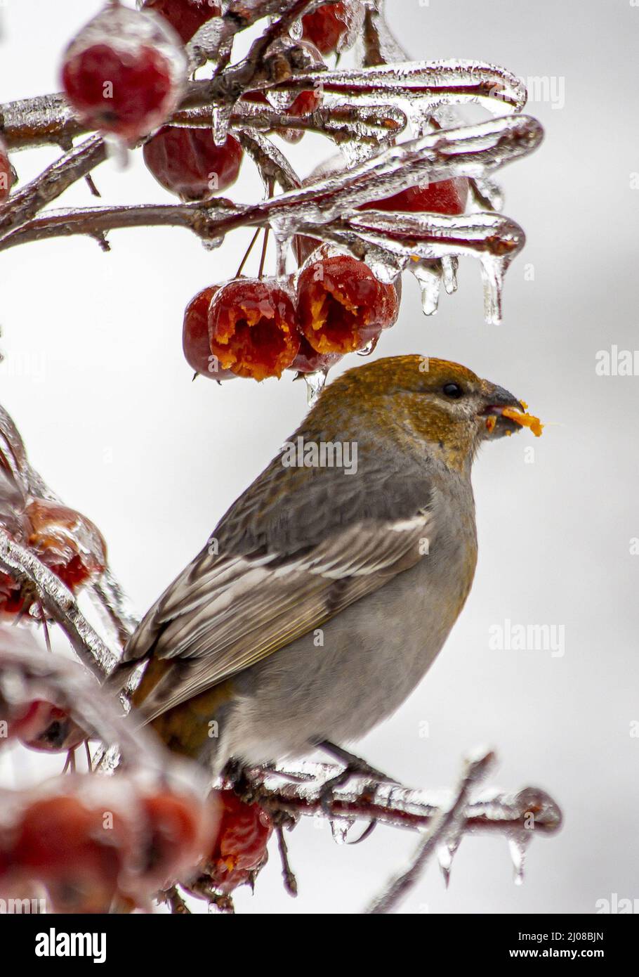 Closeup shot of a pine grosbeak sitting on a frozen branch of barberry ...