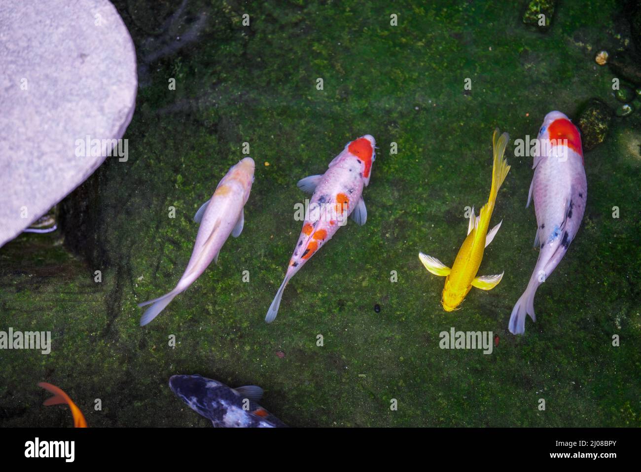Beautiful racing class koi in a moss fish pond Stock Photo - Alamy