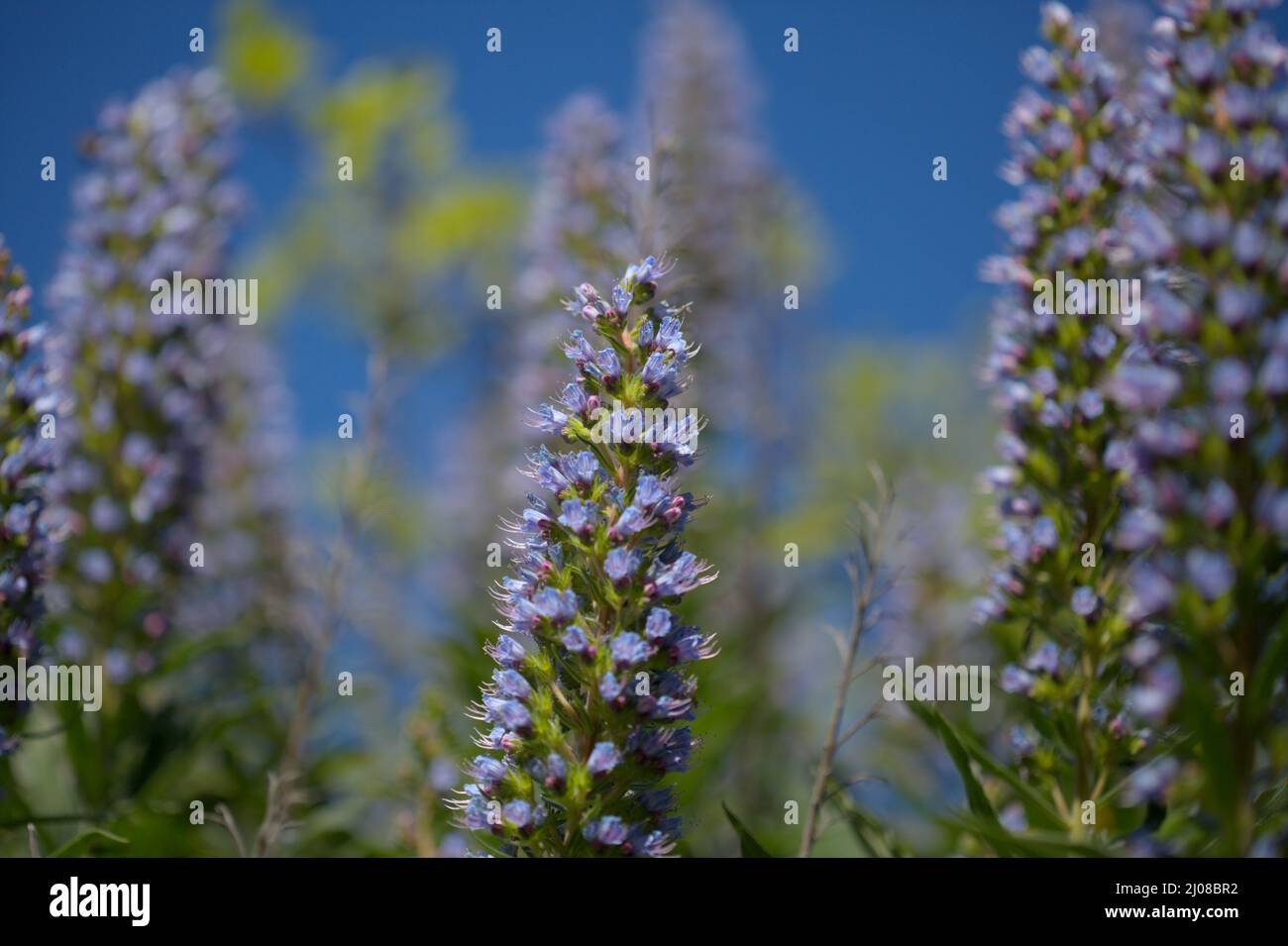 Flora of Gran Canaria - Echium callithyrsum, blue bugloss of ...