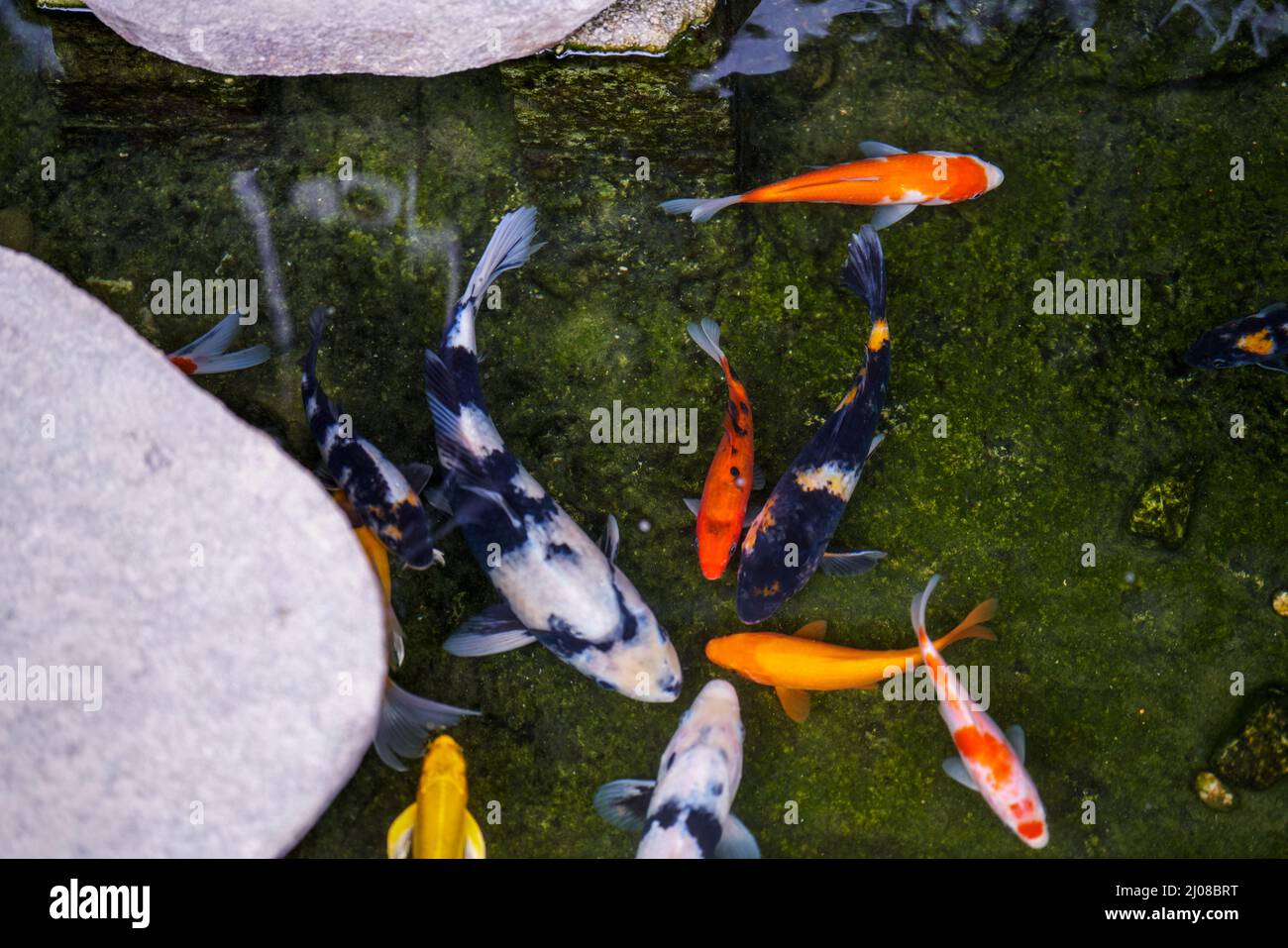 Beautiful racing class koi in a moss fish pond Stock Photo - Alamy