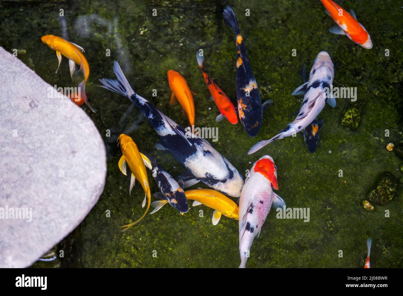 Class pet fish hi-res stock photography and images - Alamy
