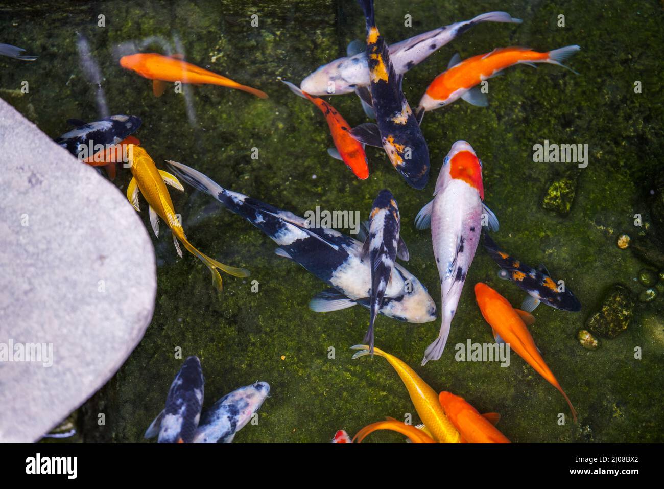Beautiful racing class koi in a moss fish pond Stock Photo - Alamy