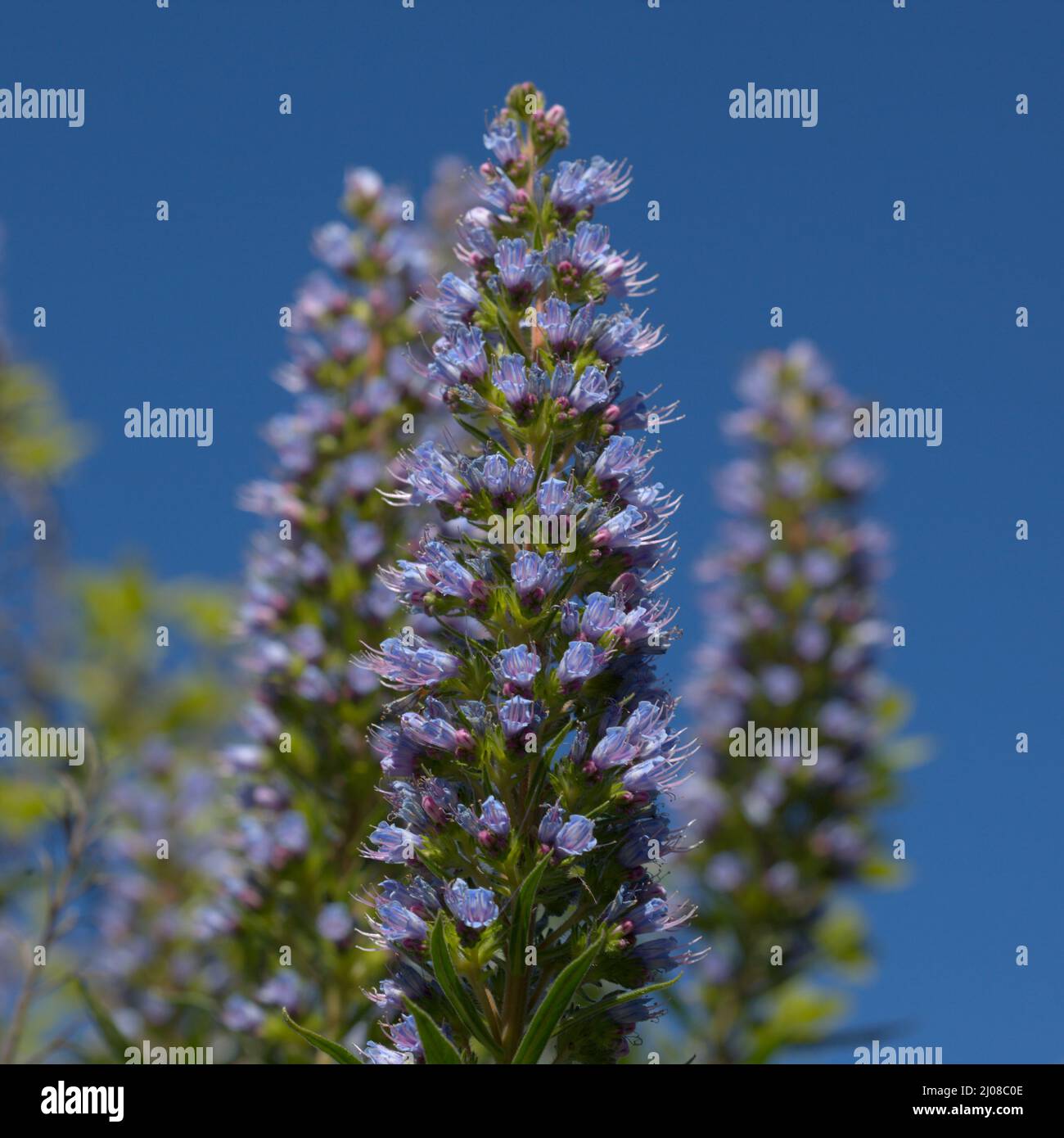 Flora of Gran Canaria - Echium callithyrsum, blue bugloss of ...