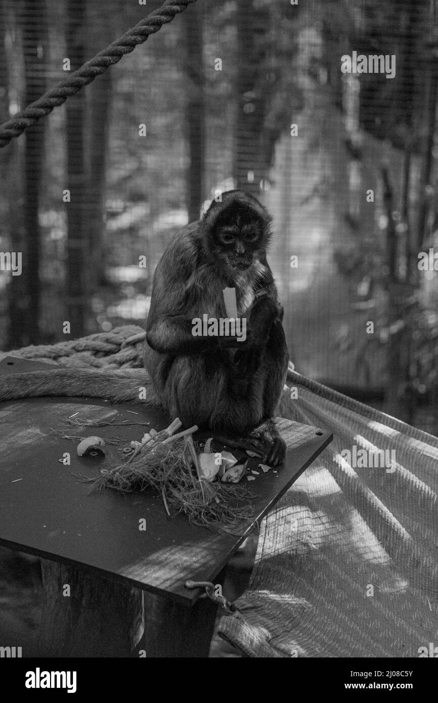 Beautiful breakfast Black and White Stock Photos & Images - Alamy