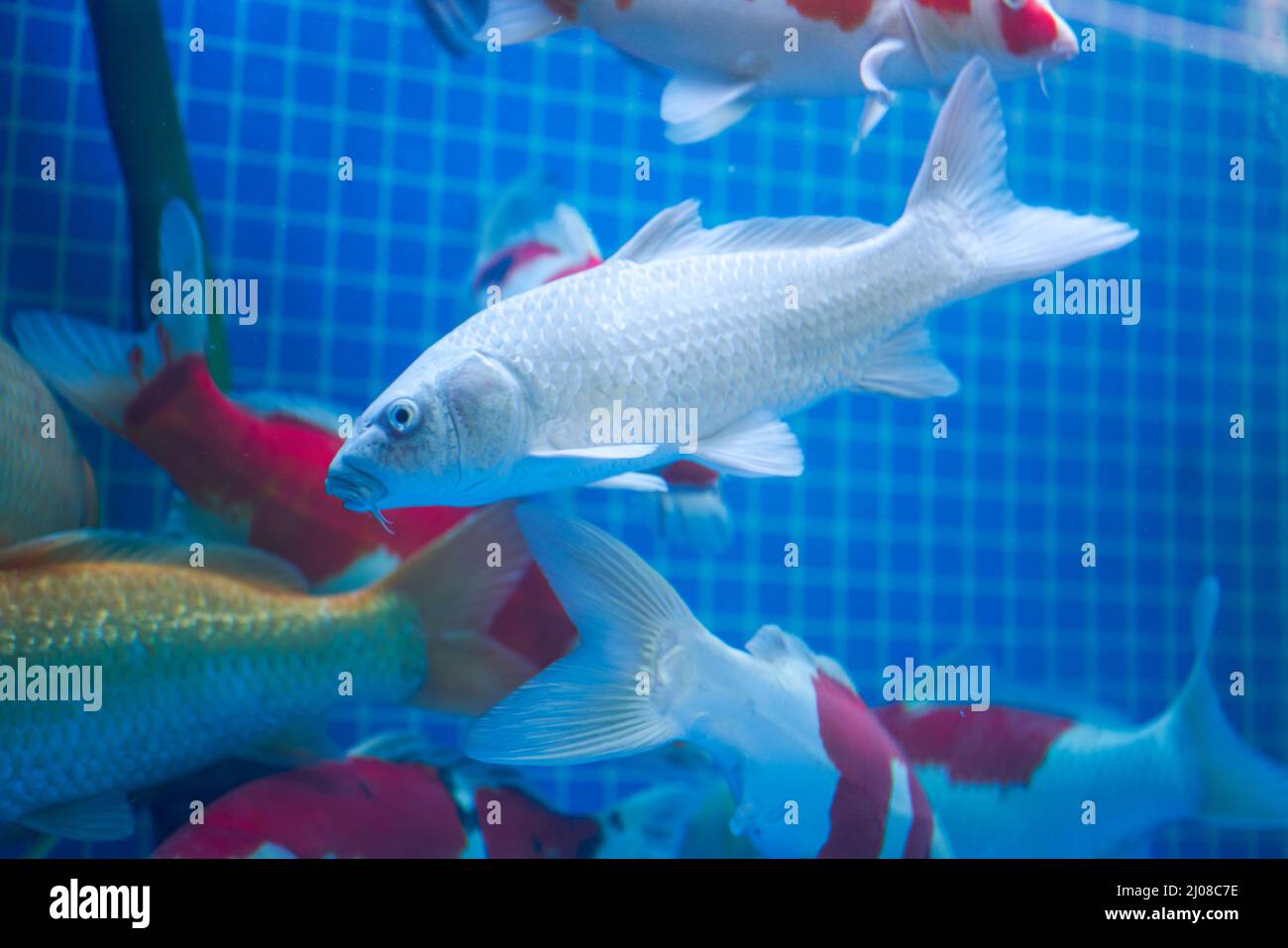 Tank raised fish hi-res stock photography and images - Alamy